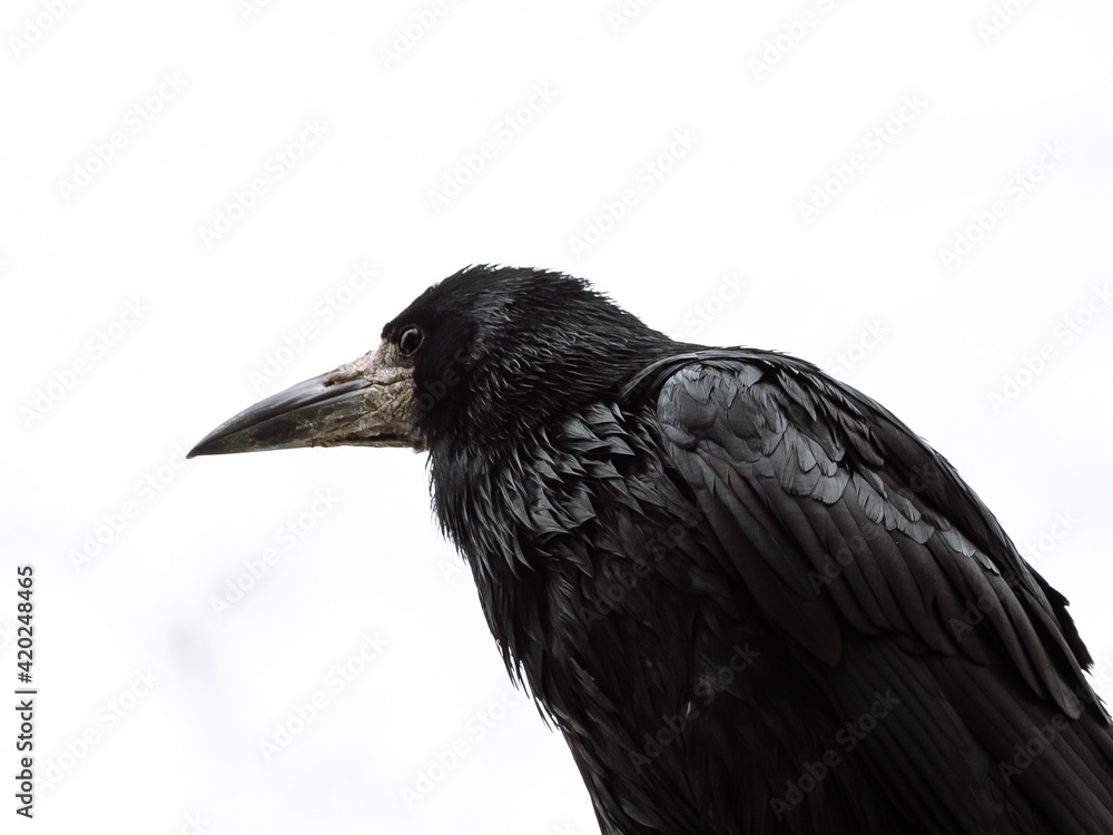 Eurasian rook portrait. Black bird on white background. Bird with a ...