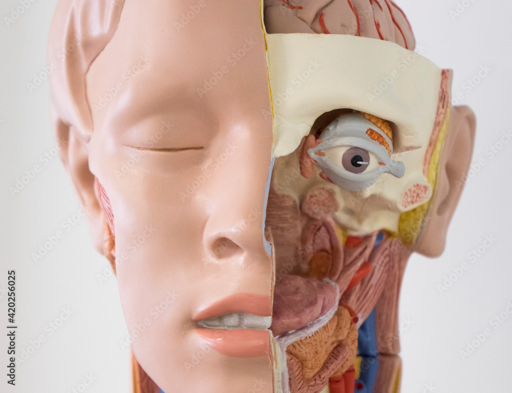 Human internal organs face dummy, training dummy, face details. The ...