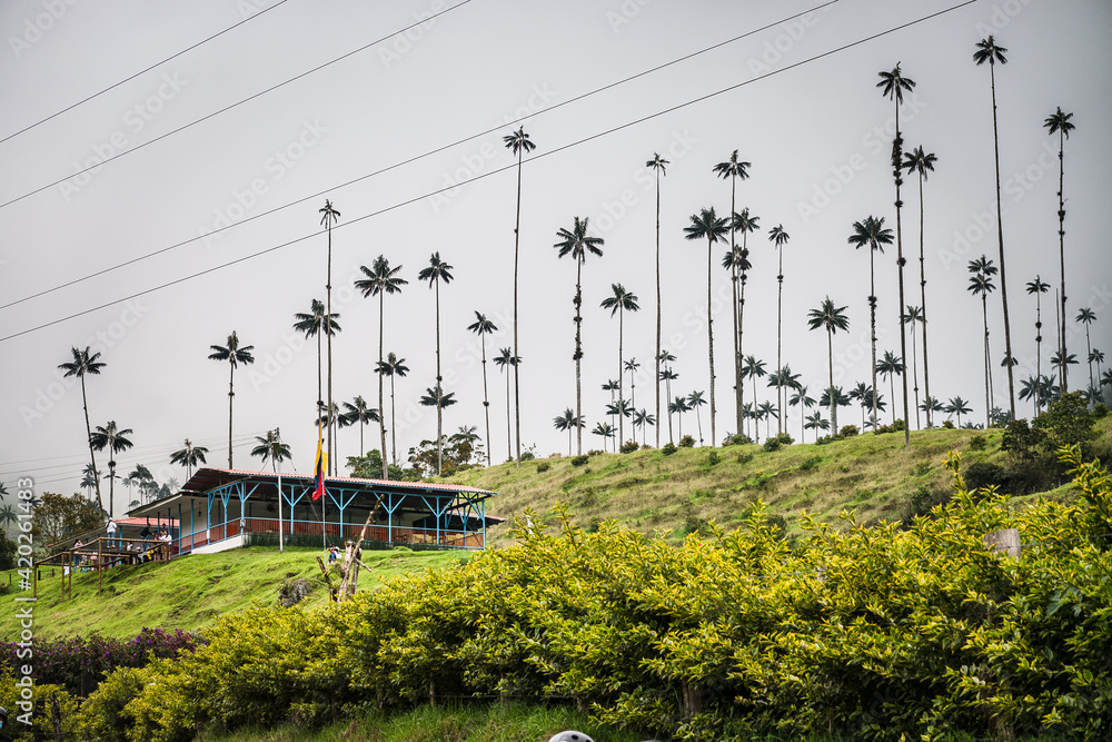 Panoramica del Valle del Cocora en Quindio_Colombia, montañas con arbol ...