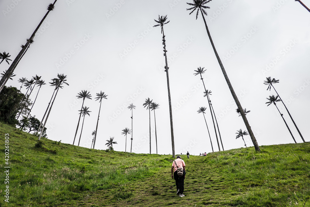 Panoramica del Valle del Cocora en Quindio_Colombia, montañas con arbol ...