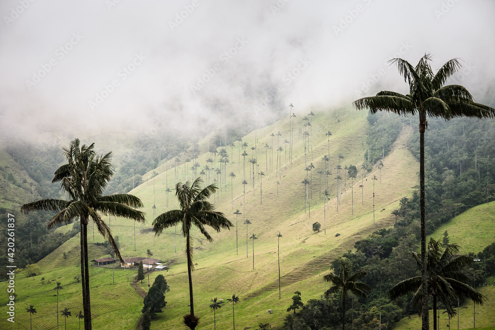 Panoramica del Valle del Cocora en Quindio_Colombia, montañas con arbol ...