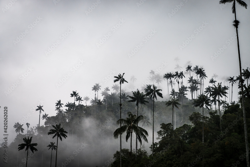 Panoramica del Valle del Cocora en Quindio_Colombia, montañas con arbol ...