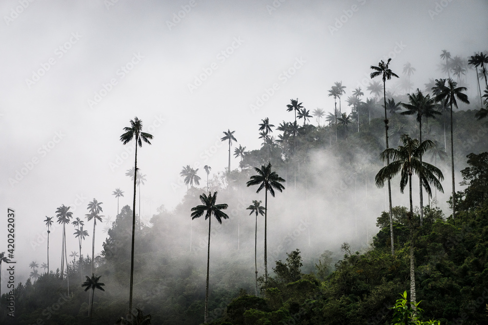 Panoramica del Valle del Cocora en Quindio_Colombia, montañas con arbol ...
