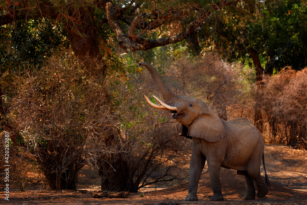 Elephant in the grass, blue sky. Wildlife scene from nature, elephant ...