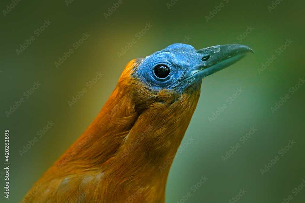 Capuchinbird, Perissocephalus tricolor, large passerine bird of the ...
