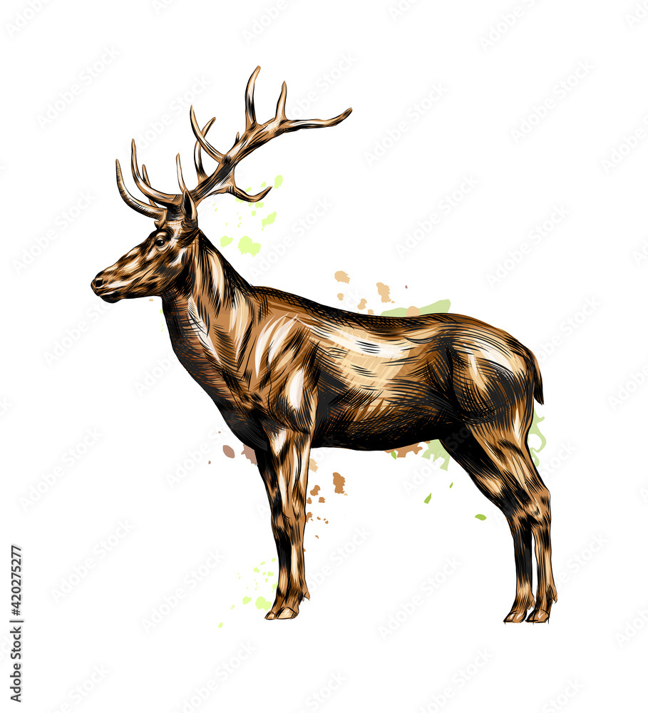 Red deer from a splash of watercolor, colored drawing, realistic ...