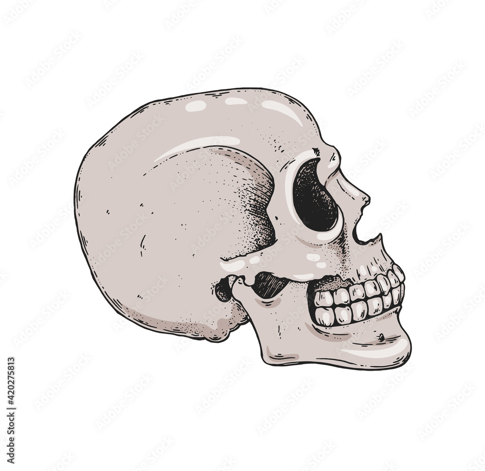 Skull profile hand drawn illustration. Tattoo vintage print. Skull ...