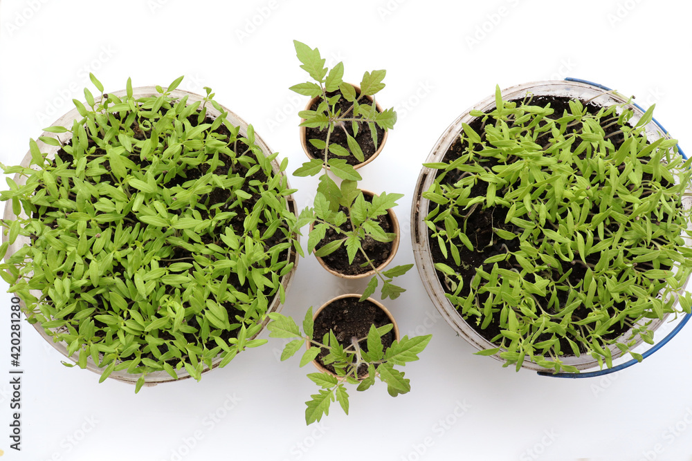 Sprouting tomato plant seedling in brown organic pots on the white ...