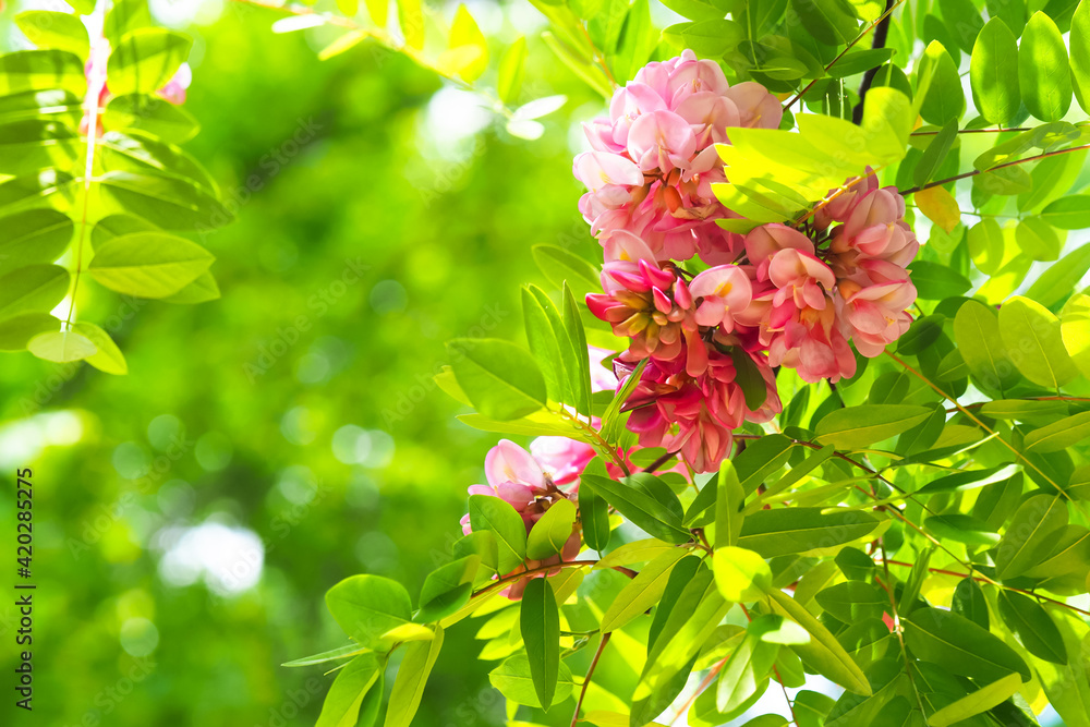 Pink Acacia Flower