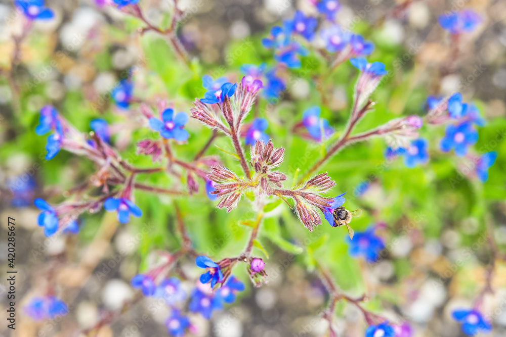 Blue flower of italian bugloss, Alkanet or Anchusa Azurea, top view ...
