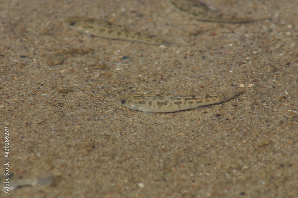 Female Drab Desert Pupfish Spawning, Death Valley, California, in the ...