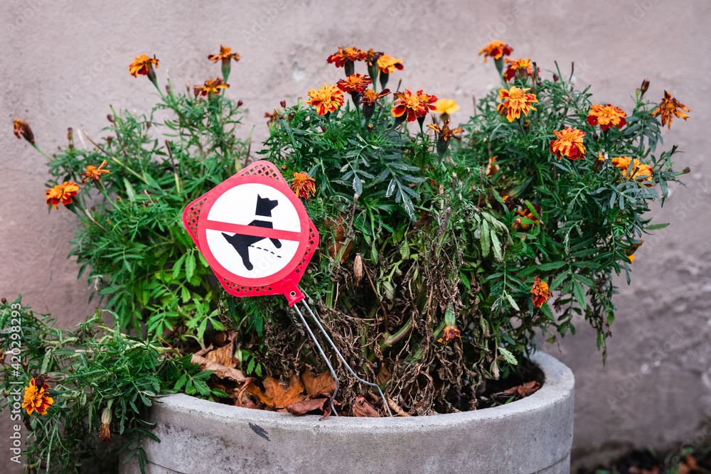 Flower pot with "no pee" prohibition sign. Old, withered Marigold ...