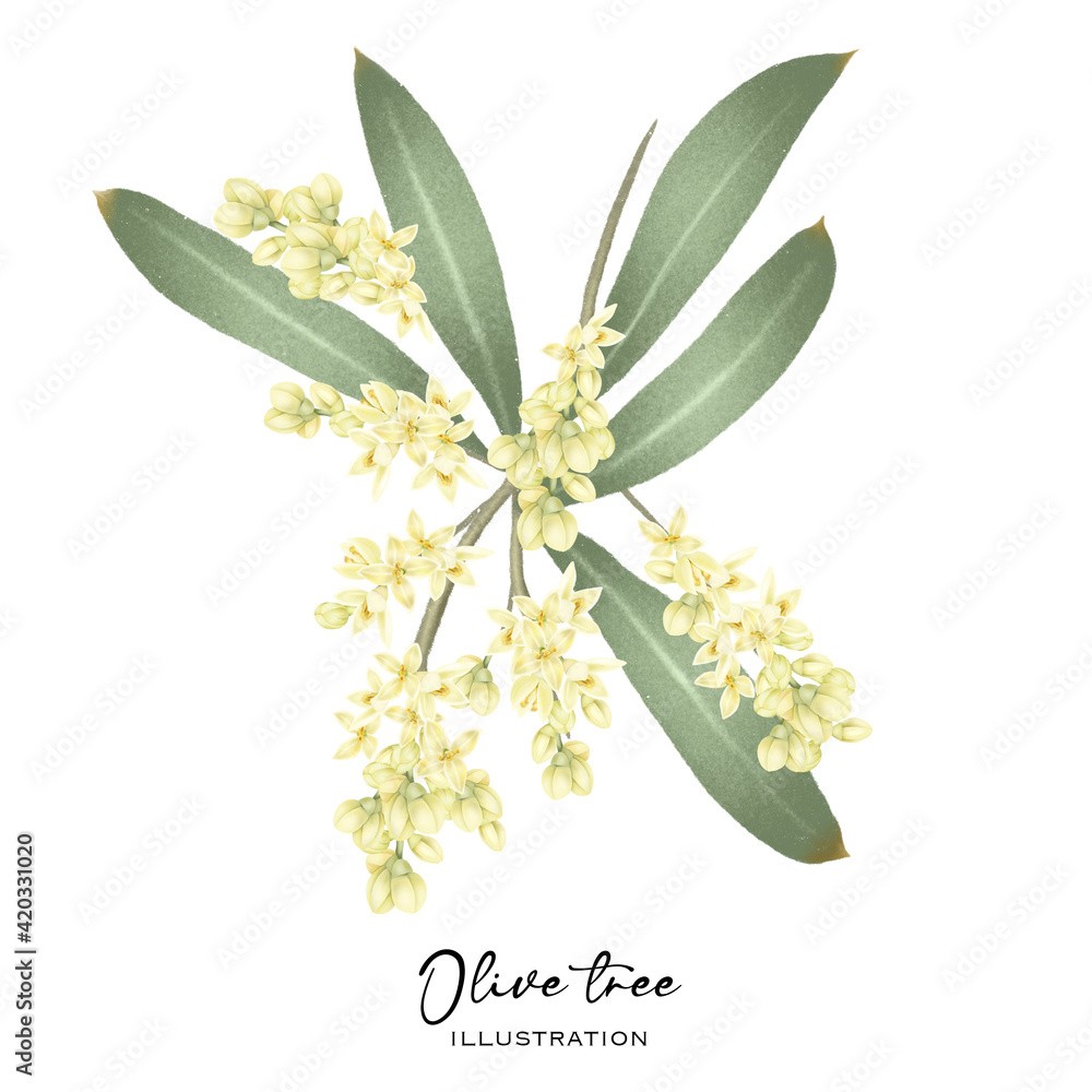 Blooming olive tree branch, hand drawn isolated illustration on white ...