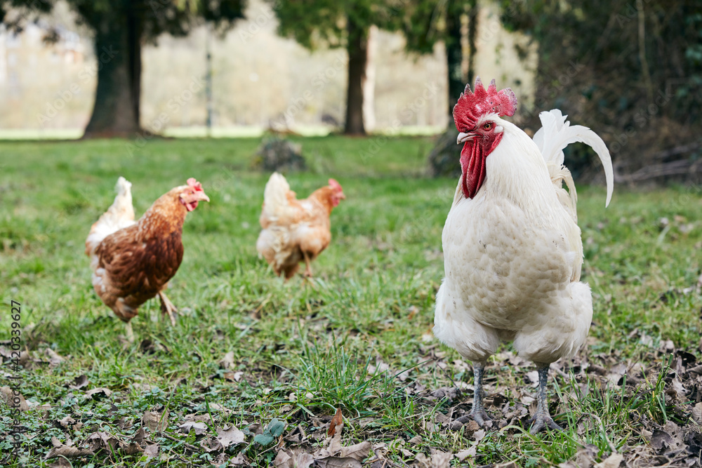 deux poules rousses et un coq blanc marchant dan sla nature au ...