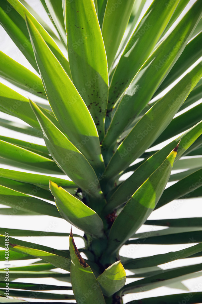 Close-up full frame view of the leaves of an outdoor yucca plant Stock ...