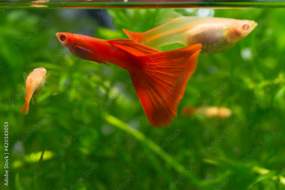 Albino male full red guppy (Poecilia reticulata) in planted aquarium ...