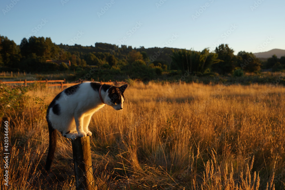 Gato parado sobre un poste de madera durante un atardecer en el sur de ...