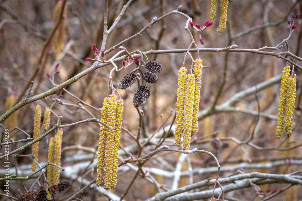 Male Catkins