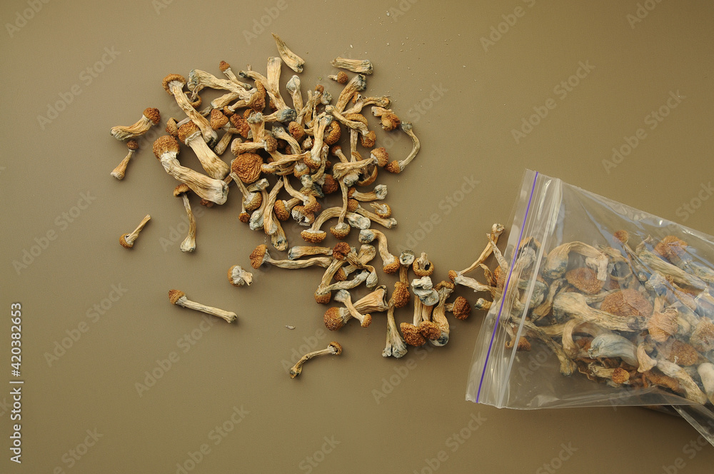 Psilocybin Psilocybe Cubensis mushrooms in a plastic bag on brown soft ...