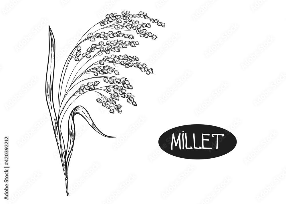 Millet Plant Drawing