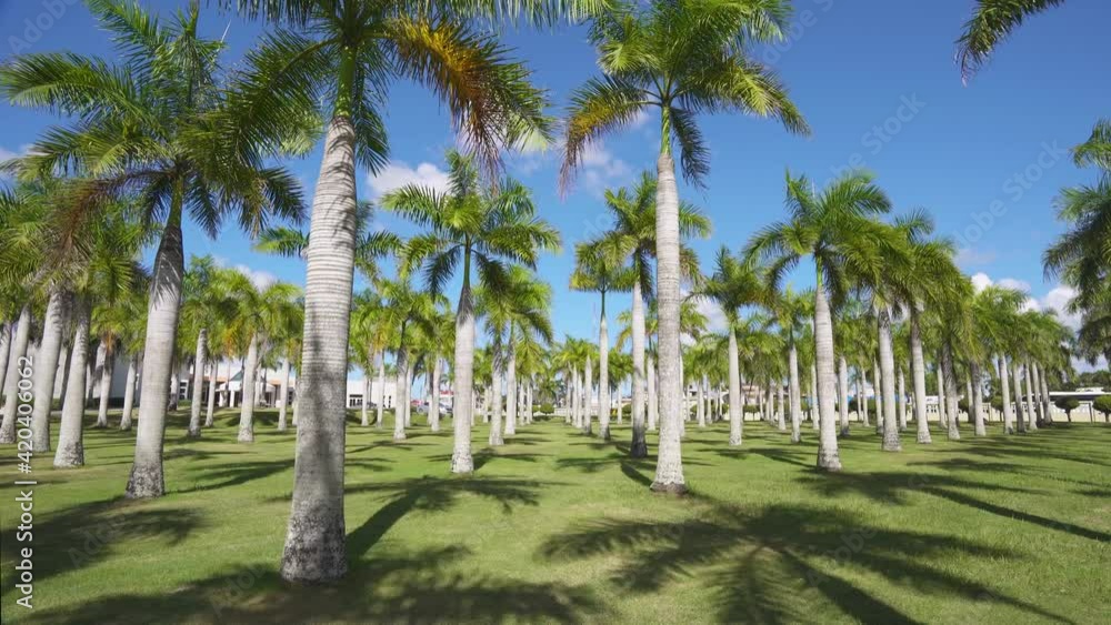 The Cuban royal palm is the decoration of avenues and tropical parks ...