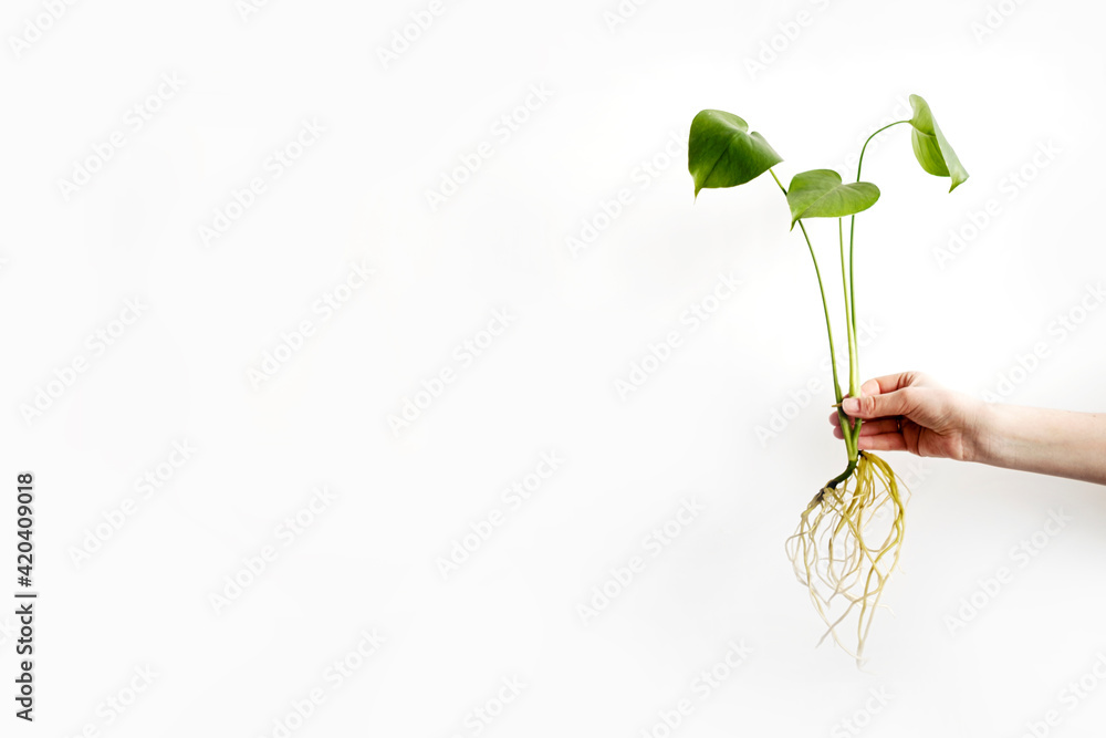 A female hand holds a Monstera deliciosa or Swiss cheese plant with ...