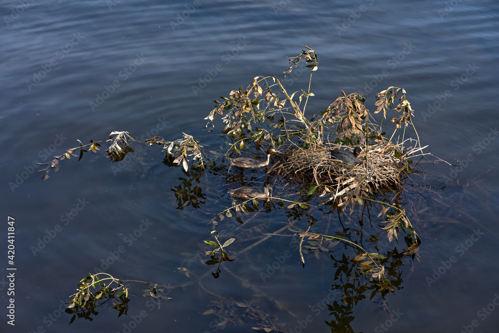 Water fowls have built their nests on a floating branch in the lake ...