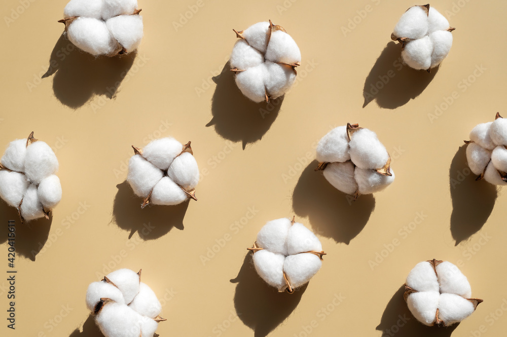 Pattern from white cotton flowers with sun shadows on beige background ...