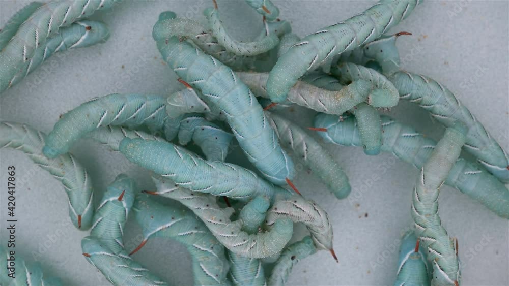 caterpillar Insecta Manduca sexta, family Sphingidae, species of ...