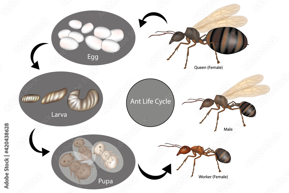 Ant Life Cycle. Stage of development Ant Stock Vector | Adobe Stock