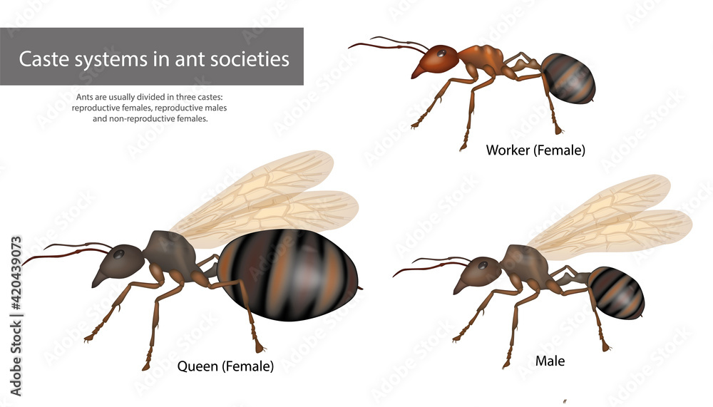 Caste systems in ant societies. Type of ants. Social structure Stock ...