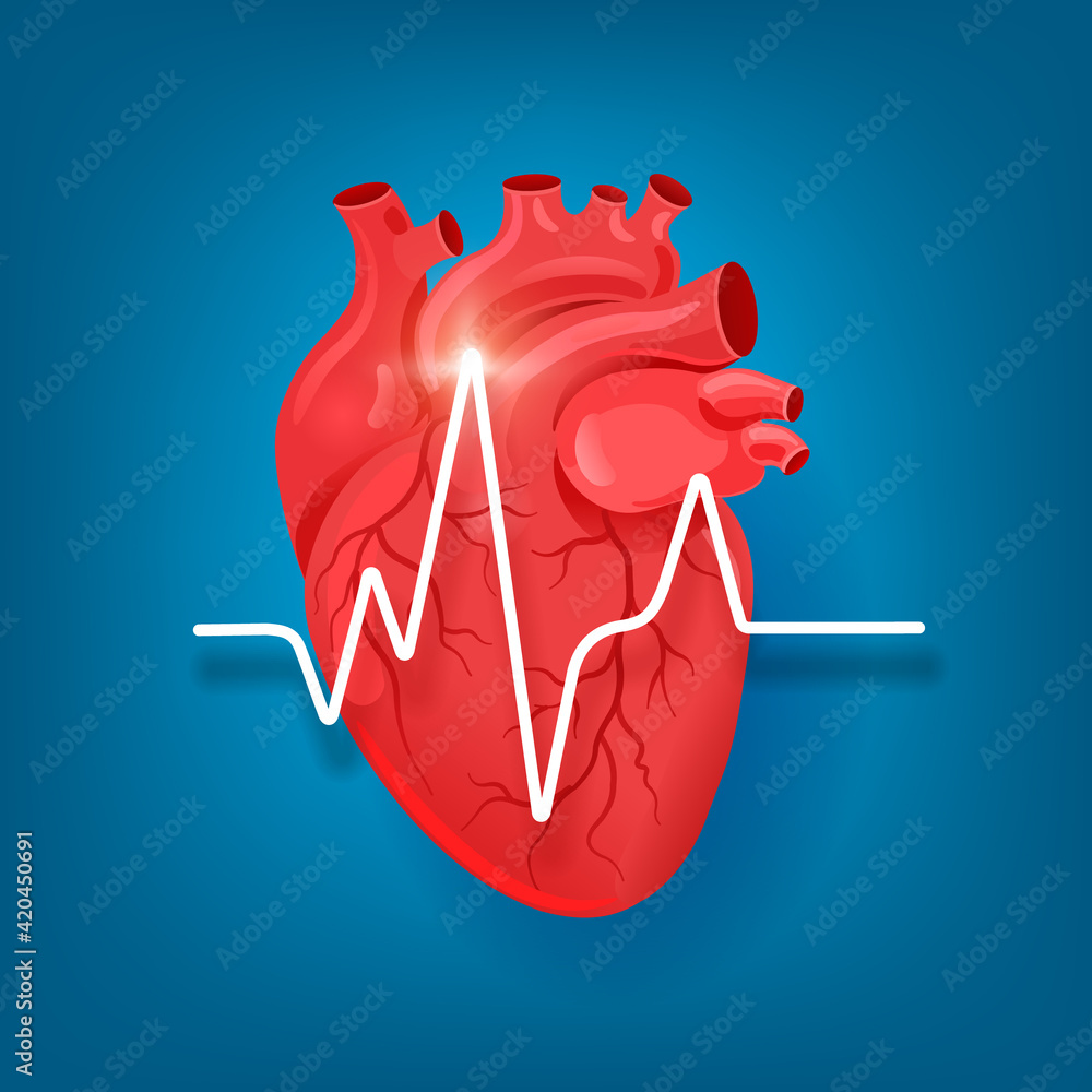 Human heart with palpitations. The heart with the venous system ...