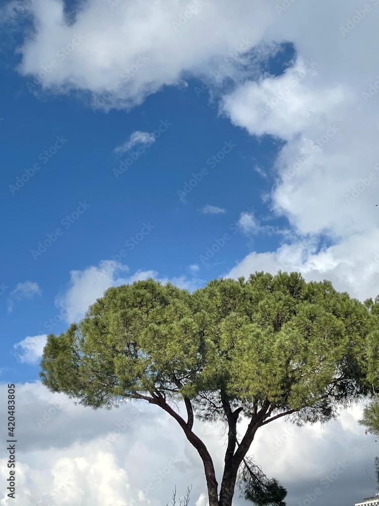 World environment day concept: Big tree over sky background. Stock ...