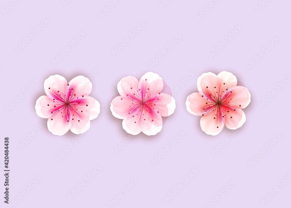 Cherry Blossom set, flowers of sakura set. Pink and white blossoms of ...