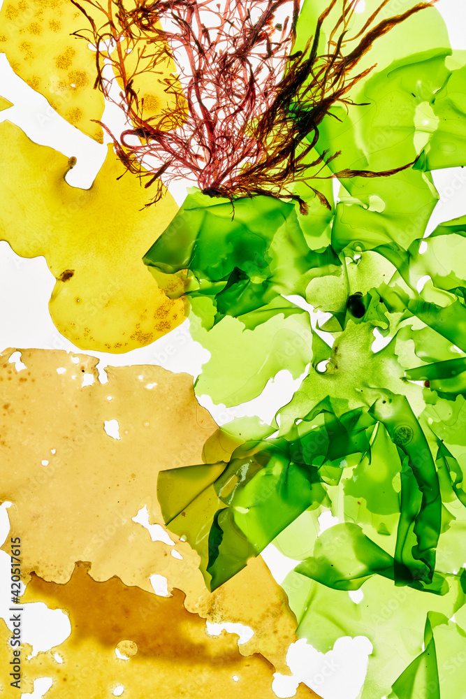 Seaweed background texture Stock Photo | Adobe Stock