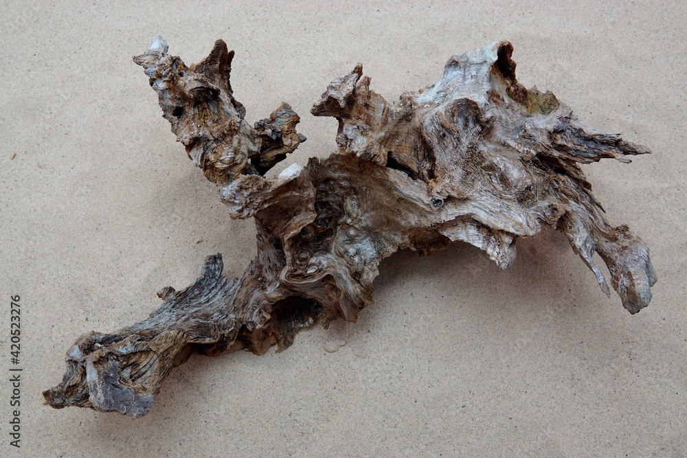 A Tree Stump, Showing the Knots of the Twisted Wood with Detailed ...