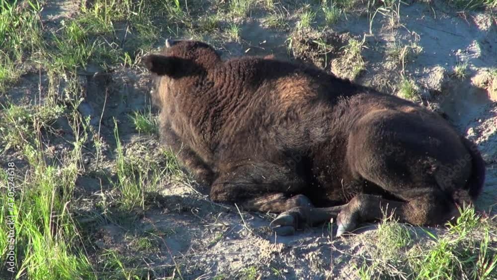 Cute Bison calf with tiny horns lies in grassy sand pestered by flies ...