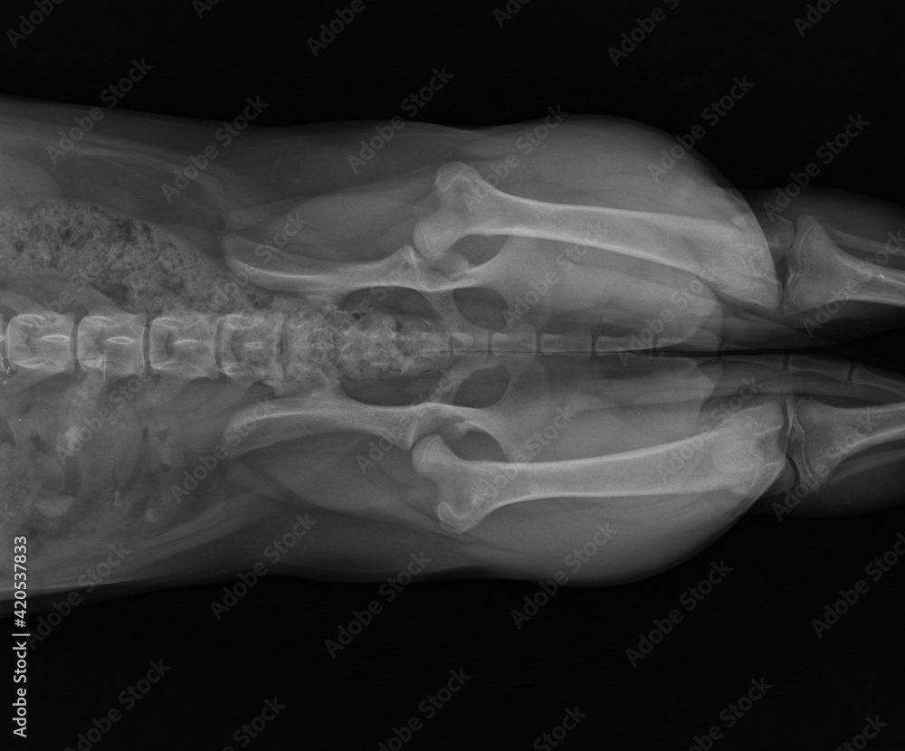 Dog X Ray. Bilateral Hip Dysplasia in Dog. Dog Pelvis Stock Photo ...