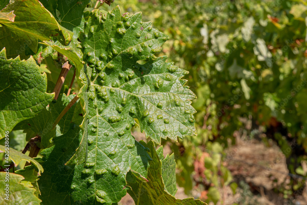 Grapevine leaf mite disease, Erinosis disease, vine leaves close up ...