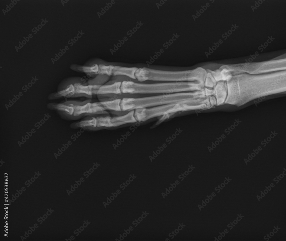 Dog X Ray Showing Foot Phalanges. Toe Radiograph Stock Photo | Adobe Stock