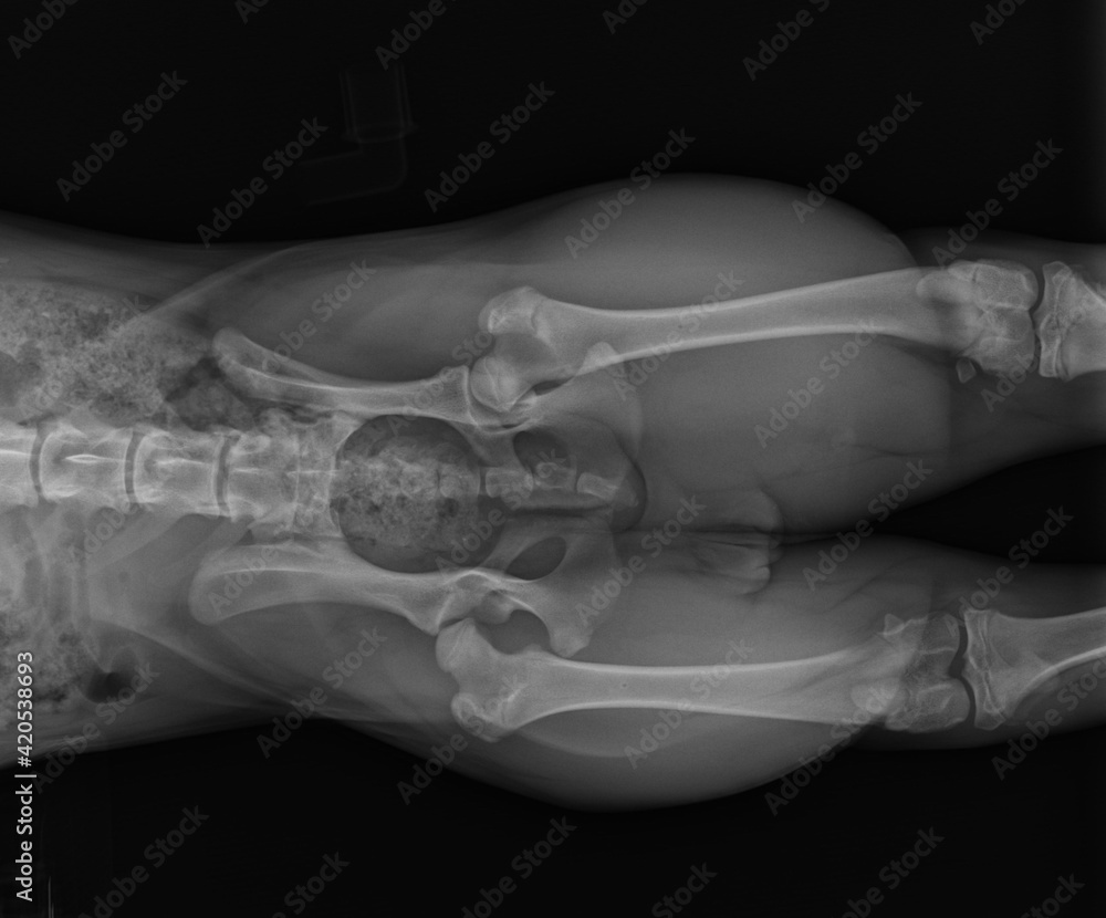 Dog X Ray Showing Canine Right Leg Hip Dysplasia. Ventral View Stock ...