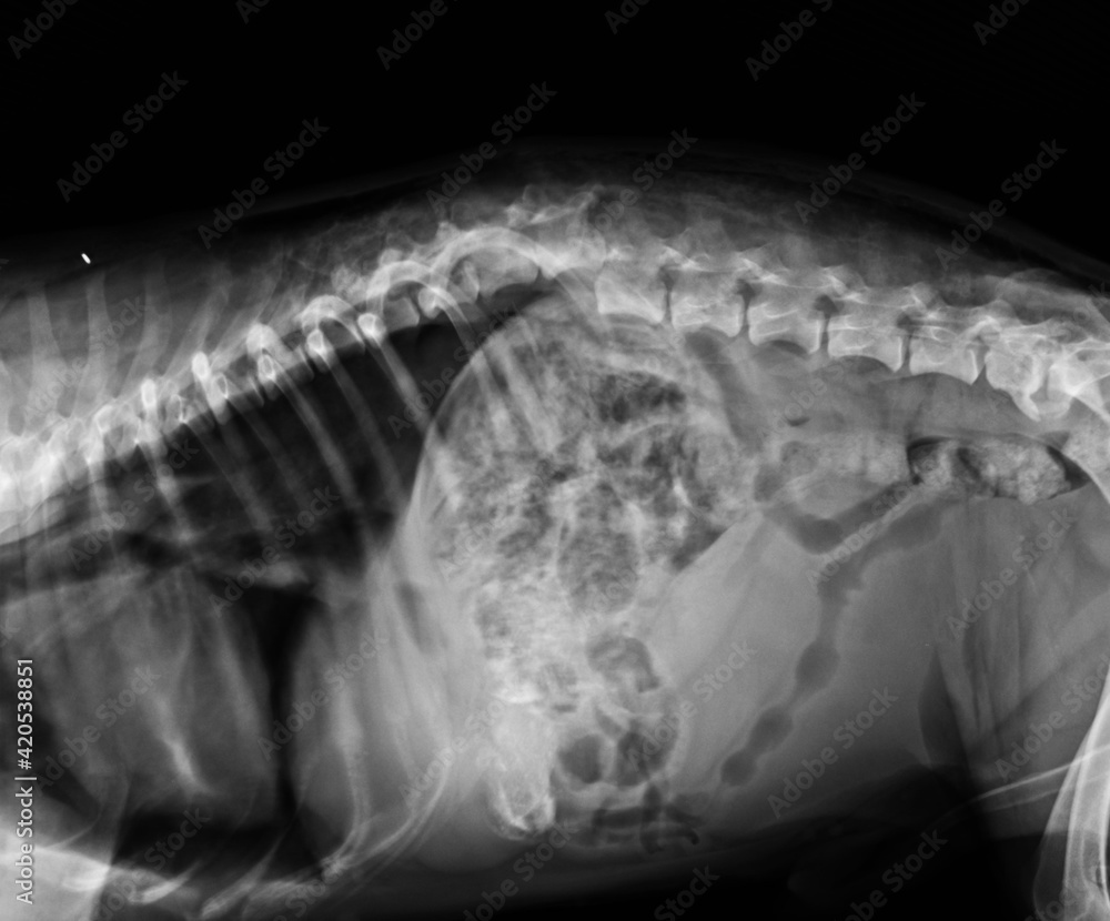 Dog X Ray. Spinal Column Fracture in a Dog. Lumbar Spine Fracture Stock ...