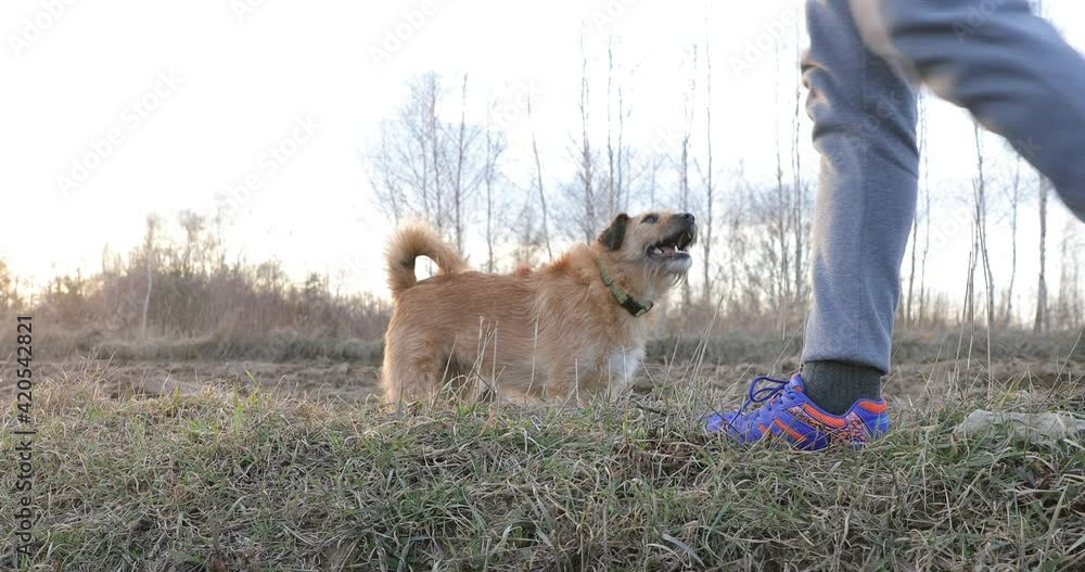 Man running with his terrier dog. Close up of dog and owner legs during ...