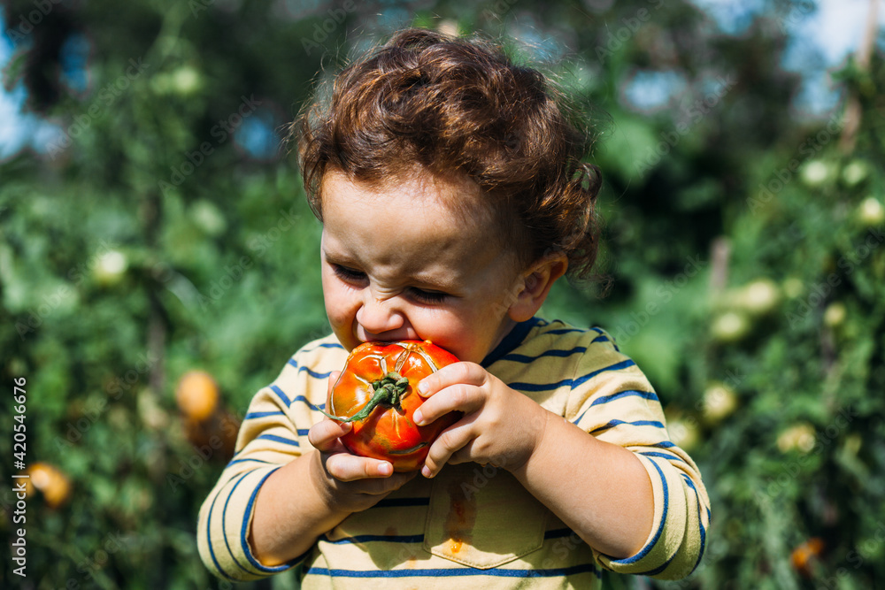 boy eats a fresh tomato Stock Photo | Adobe Stock