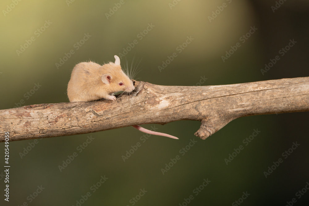 ratón común trepando por una rama (Mus musculus) Stock Photo | Adobe Stock