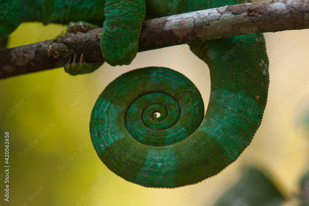 Coiled Tail of a Green Chameleon Stock Photo | Adobe Stock