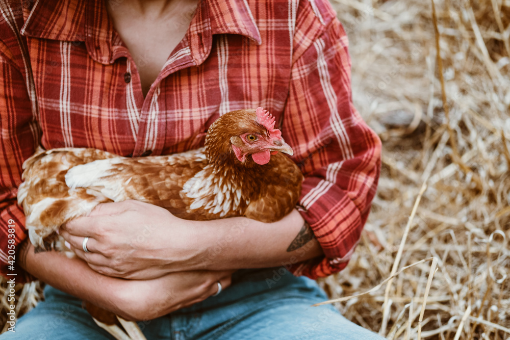 chicken hug Stock Photo | Adobe Stock