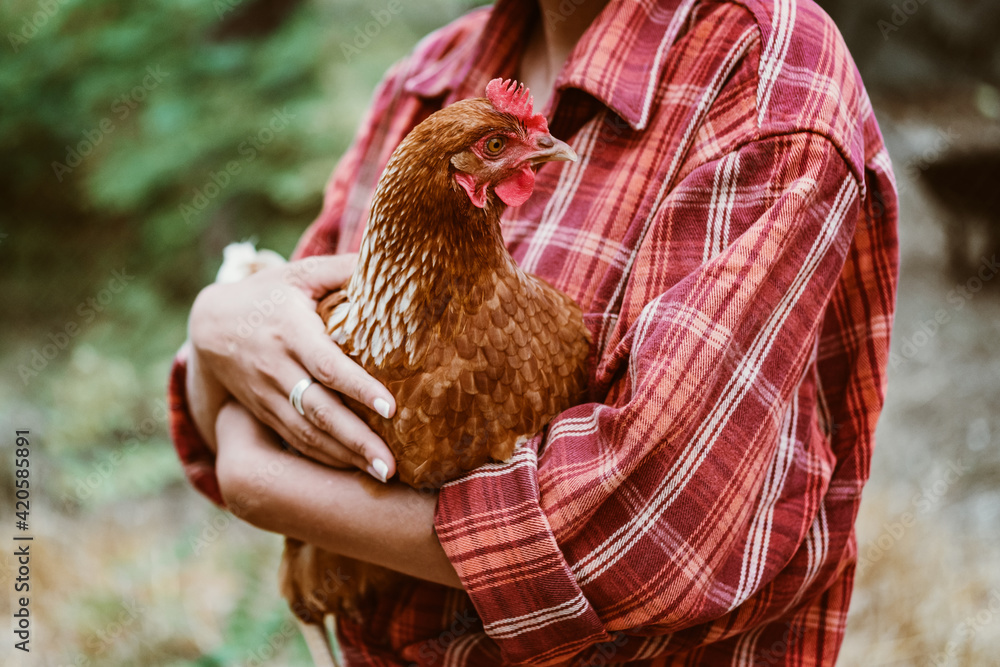 chicken hug Stock Photo | Adobe Stock