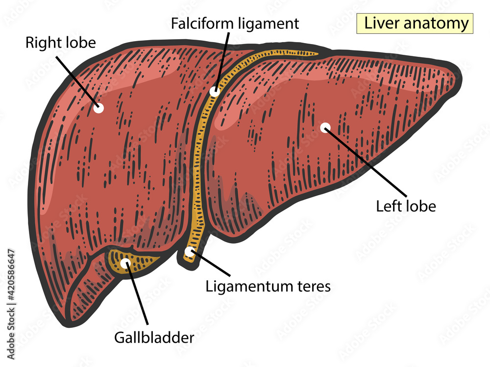 Anatomical atlas, structure of liver. Medical Education Also. Stock ...