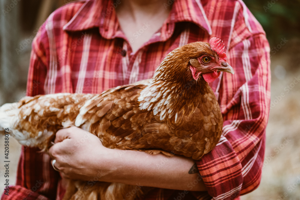 chicken hug Stock Photo | Adobe Stock
